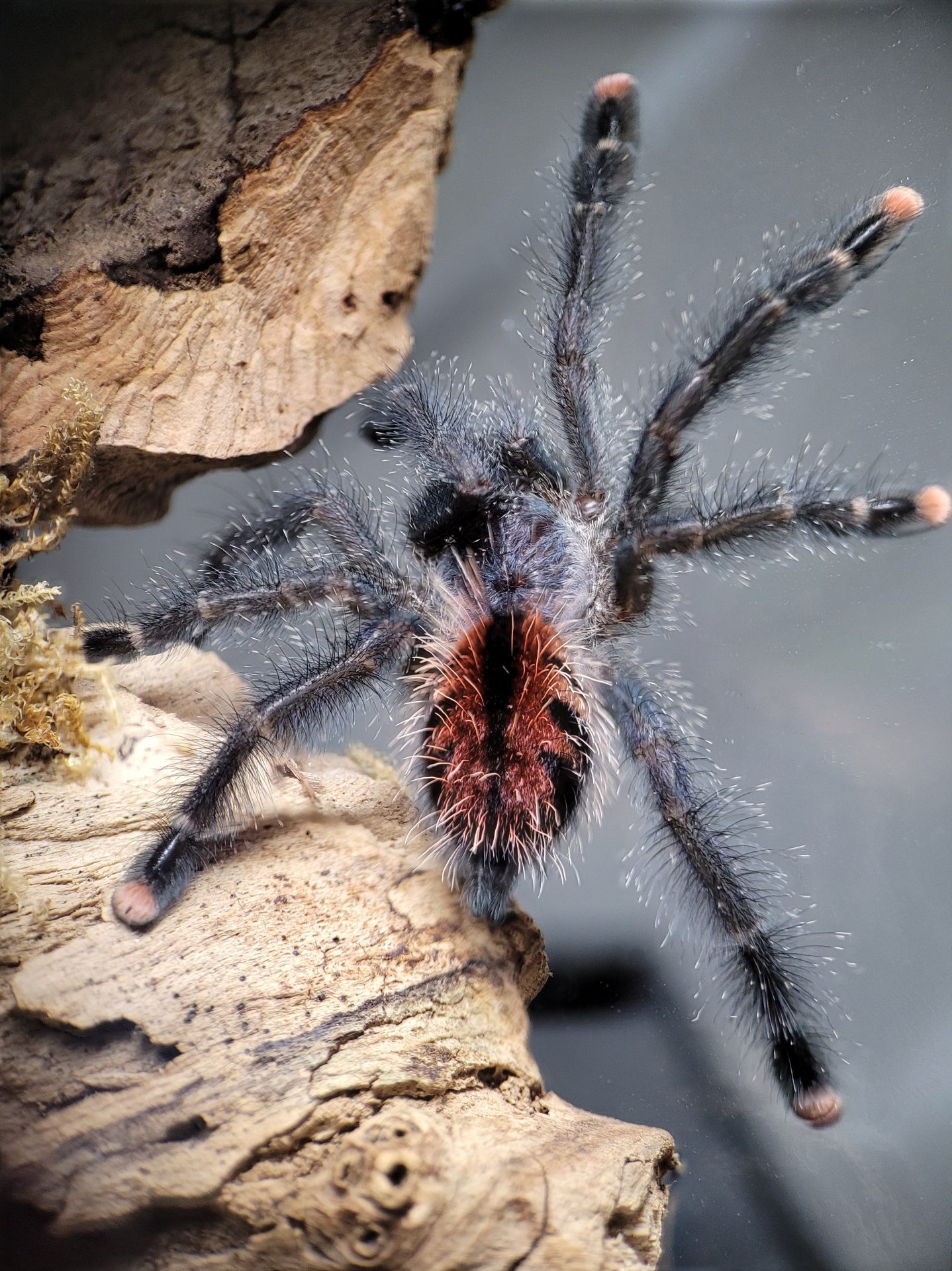 Focus stacking online - free online focus stacking software