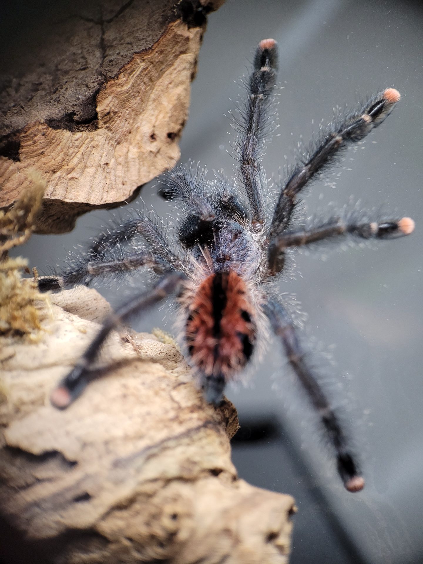 Focus stacking online - free online focus stacking software