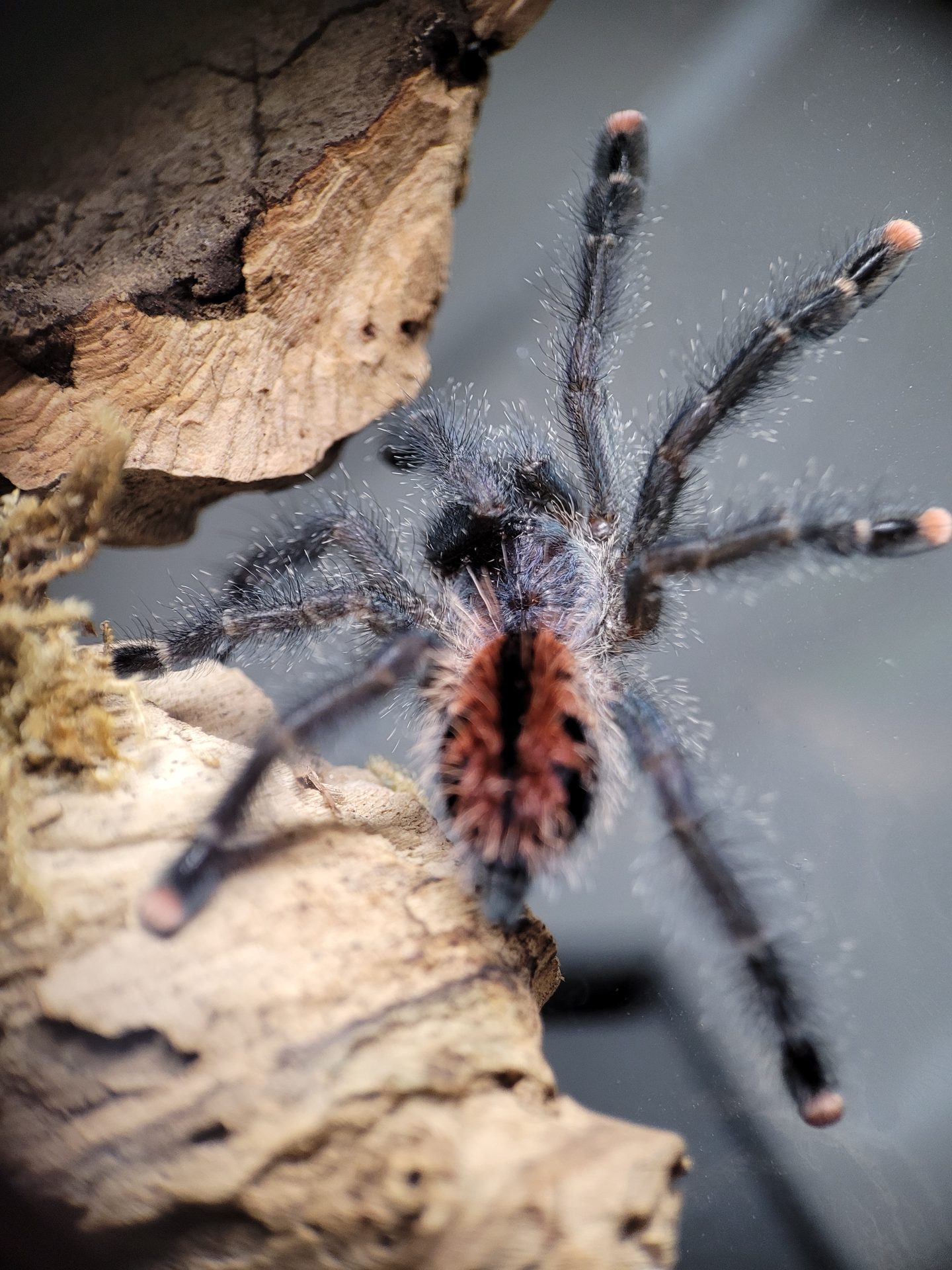 Focus stacking online - free online focus stacking software