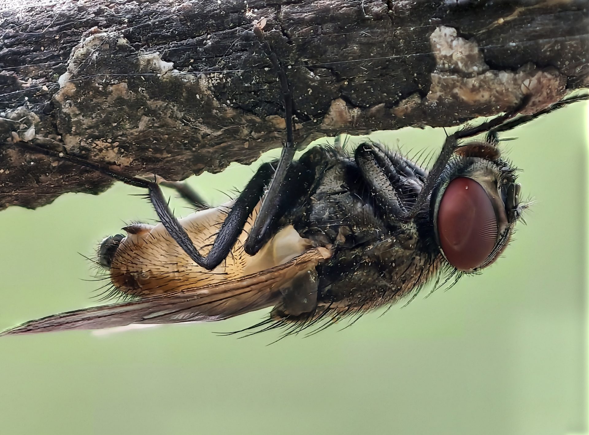 Focus stacking online - free online focus stacking software